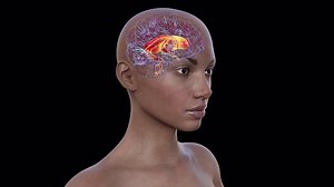 Human Brain Highlighted Corpus Callosum Connecting Stock Footage Video (100% Royalty-free) 3624643577 | Shutterstock