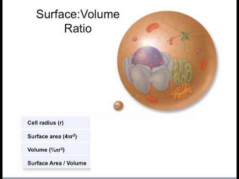Explain why is cell size limited