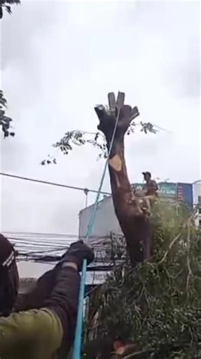 extreme tree felling process #shortvideo #treecutting #chainsaw