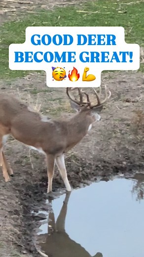 12K views · 137 reactions | Great genetics. Rutting hard, breeding...