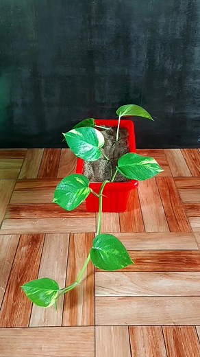 One Month Growth Update: My Money Plant Loves Its DIY Trellis | Flower lovers