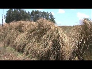 Vetiver System (Vetiver Grass): Soil and Water Conservation