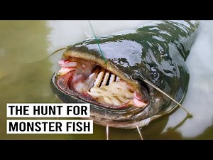2+ Hours of Hunting Flesh Eating Monster Fish: Giant Devil Catfish, Wels Catfish & More!