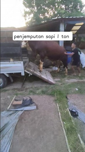 Sapi Jumbo 1 ton up #sapi #sapigemuk #cow #sapilucu #sapijumbo #sapipedaging #bull