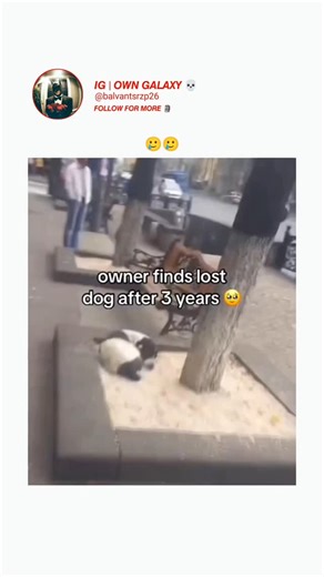 OwnGalaxy🥶 on Instagram: "Jorge, a dog from Tbilisi, Georgia, was reunited with his owner, Giorgi Bereziani, after being missing for almost three years. Jorge vanished in 2015, and despite many 60.5K searches, Giorgi could not find him. He continued to look, putting up flyers and asking people around the city if they had seen his dog. In 2018, workers at the Tbilisi Opera House noticed a stray dog with an ear tag, showing it had been vaccinated and released by animal control. They contacted Gio