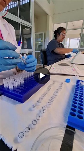 Detección de Spiroplasma y Fitoplasma mediante análisis de PCR 1° parte. Esta técnica permite identificar la presencia de los patógenos causantes del achaparramiento del maíz en el insecto vector… | Nancy Gabriela Grandón