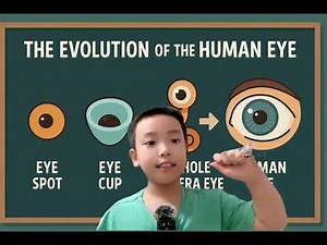 From Eye Spot to Human Vision – The Incredible Evolution of the Eye! 👁️