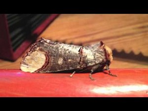 The Buff Tipped Moth