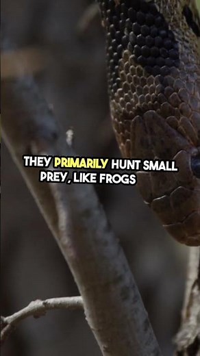 Flying Snakes Explained 🐍 How Do They Glide?