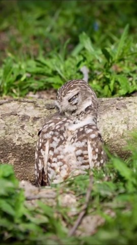 Burrowing Owls in Trouble — What You Need to Know