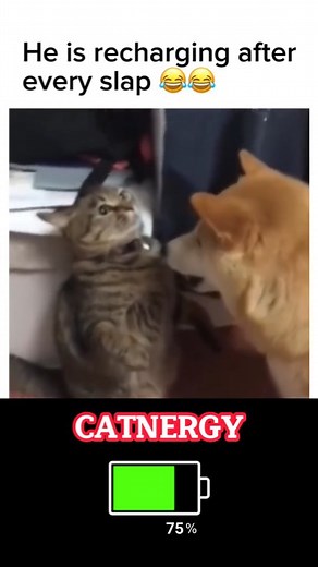 catmeowpa68986 on Instagram: "NOW u know why cat punch is powerful.. they recharge every few punch.... 😾😾Follow @catmeowpa and checkout our store 👉👉 https://snipfeed.co/catpuppyshop 👍👍👍 Like and comment if you love this post #catsandboxes #cutecats #catsurprises #sponsored #barkermeow #catlover #catsofinstagram #catsareawesome #catsarecrazy #catmemes #cathumor #catcomedy"