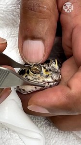 3.6M views · 7K reactions | Man helping out a lizard to get eyecap peeled from eye | Handy Panda | Facebook