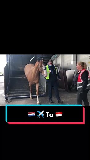 Kuda Import Besar: Berangkat ke Indonesia | Video Kuda Lucu
