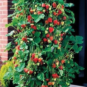 Growing Strawberries in Pots & Raised Tower Gardens - Mr Stacky AU