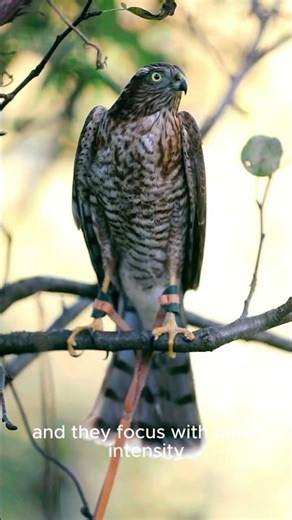 🪶 HAWK — The Silent Hunter#hawk #birdsofprey #animalfacts #naturereels #youtubeshort #didyouknow