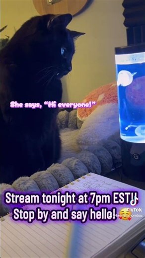A Cat-tastic introduction! 🐈‍⬛ (also stream tonight @ 7pm EST 😋) #cat #streamer #letsplay #gaming