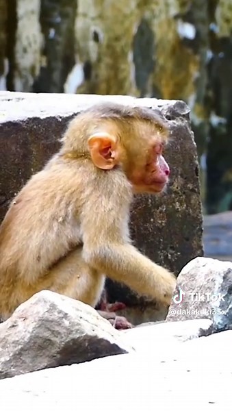 Newborn Monkey Finds Mom With Eye Problem