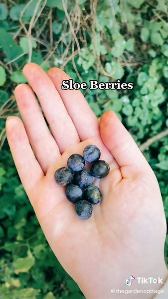 Discovering October's Foraging Treasures