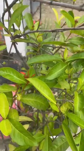 Hello flowers 🌹🌻🌺 | Mateo cruz