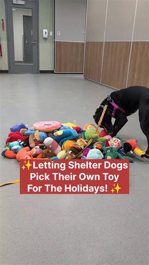 Our shelter dogs picked their own holiday toys and filled the room with tail-wagging joy! 🎁✨ The best gift of all? A loving home to call their very own. Mary, Sega, Sukie, Ghost, Marshall, and Sir are just a few of our many adoptable dogs waiting to find their new families this holiday season. | Cleveland Animal Protective League
