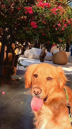 Happy tongue out Tuesday fur friends and family ! I hope you are having a great week! We are so grateful for your love and support ! Mum and I have exciting news ! We are moving this week ! We will try to keep up and respond as fast as we can to your DMs but please bear with us for a few days as we start a new great chapter in our lives. Much love!❤️grateful ! #goldenretriever #dog #puppy #goldenretrieversofinstagram #dogsofinstagram #goldenlife #dogmom #dogdad #grateful ❤️🐕🥰🙏🏻 | Luisa F DH 