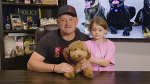 In today's video we delve into the world of protection training for none other than Former United States Representative Madison Cawthorn's remarkable German Shepherd. Step into the world of protection training as we guide you through the meticulous process of transforming a loyal companion into a vigilant guardian. This video offers an up-close and personal view of the journey, emphasizing the careful balance between training, trust-building, and ethical considerations. This link will give you a