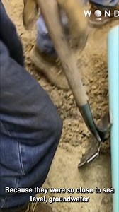 Sand kept refilling the trench. The soil made digging tough. Even the backhoe's shaking weakened the ground. Being near the sea meant water leaked in. Walls gave way, and workers were buried fast. A tragic situation. #TrenchCollapse #ConstructionAccident #SafetyFirst #WorkplaceSafety #ConstructionSite | The Wonder Channel