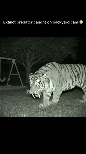 Extinct Saber-Tooth Tiger Caught on Security Camera 😱🦷