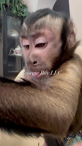 8.2K views · 986 reactions | Cuteness overload! Lip smacking gooood! #monkey #lipsmacker #nash | Georgie Boy the Monkey | Facebook