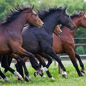 18K views · 739 reactions | Entries are being accepted now for the May Internet Auction for Sport Horses and Ponies Bidding will be open May 3 - 10. List your horses early for maximum promotion. List your horses and ponies to SELL on May 10 at www.sporthorseauctions.com | Sporthorseauctions.com LLC | Facebook