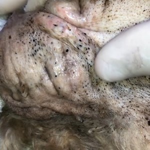 Pimple Popping Videos | Comedones on a dog 😳 | Instagram