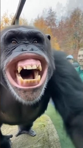 Chimp Sees Camera for the First Time — His Reaction Is PRICELESS!
