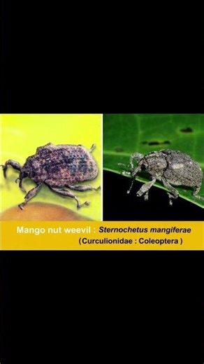 Insect pests of fruit crops_#mango #fruit #insects #pests #entomology #viral #shorts #trending #afo