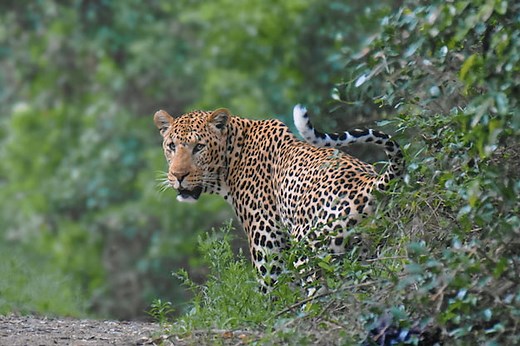 Endangered Wildlife Conservation - Volunteer in South Africa