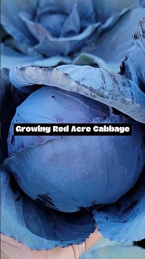 Grow & Harvest Red Acre Cabbage: Beginner's Guide!