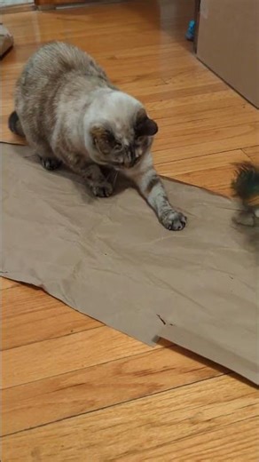 Sunday Funday with Foggy and FEATHERS RIBBON!