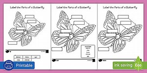 Grade 3 Life Skills Term 2 Label and Colour a Butterfly (CAPS Aligned)