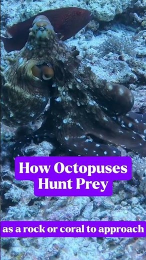 How Octopuses Hunt Prey
