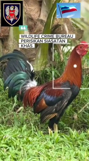 #pdrmoffical #wildlifecrimebureau #utusanmalaysia #bernama #tv3malaysia #bernamatv #sinarharian #beritaharian #malaysigazette