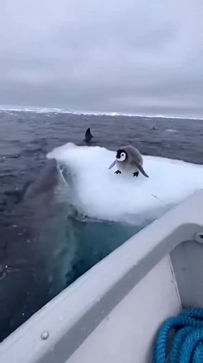 Penguin rescued from sharks | AI Dog Scientist