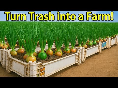 How to Grow Onions in Containers | Big Harvest Secrets