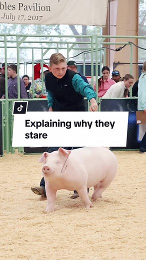 Mastering Showmanship: Techniques to Impress the Judges