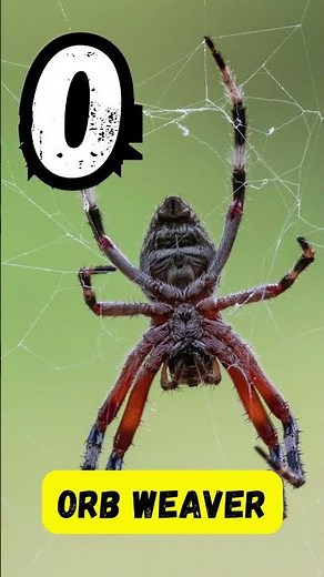 ABC Insect Song Video for Kids | Fun Alphabet Bug Song for Children | #abcd #kids #shorts #learning