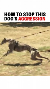 390K views · 3K reactions | In this episode I meet an aggressive greyhound. We must be aware of our energy and how it influences our dogs. Learn how I stop this dog aggressive behavior in my Leader of the Pack Episode on my Youtube Channel! #betterhumansbetterplanet | Cesar Millan | Facebook