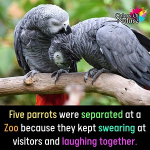 Parrots | Colors Of Nature