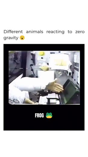 Gingerbread Clips 🍞 on Instagram: "Zero gravity 🌌 is one of the most fascinating experiences humans can have, and it completely changes how we understand movement and the world around us. In space, astronauts experience microgravity, which makes them float freely as if they weigh nothing 🚀. Everyday tasks—like eating, drinking, or even sleeping—become both fun and challenging, as liquids float in blobs 💧 and objects drift around unless secured. What’s truly interesting is how zero gravity af