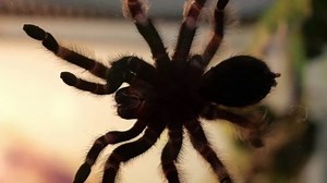 Tarantulas Across Parts of US Begin Summer Crawl to Find a Mate | Haystack News