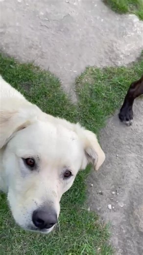 4.7K views · 326 reactions | Get you a dog that looks at you like this... oh wait, you can! Adoptable Brody, at your service  | New England Lab Rescue | Facebook