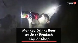 2K views · 37 reactions | A video of a monkey drinking beer at a liquor shop in Uttar Pradesh's Raebareli is going viral on social media. The liquor shopkeepers in the region are concerned about monkeys in the area shoplifting alcohol from their store. #UttarPradesh #monkey #animals #viralvideos #liquor | News18 | Facebook
