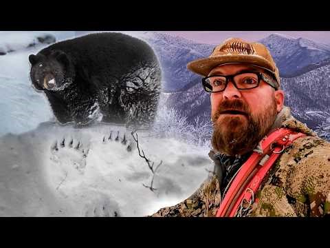 Tracking Bears with Hounds!